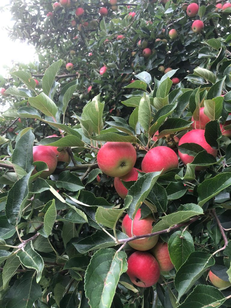 Generations of Cider Making in North Somerset - Weston Museum