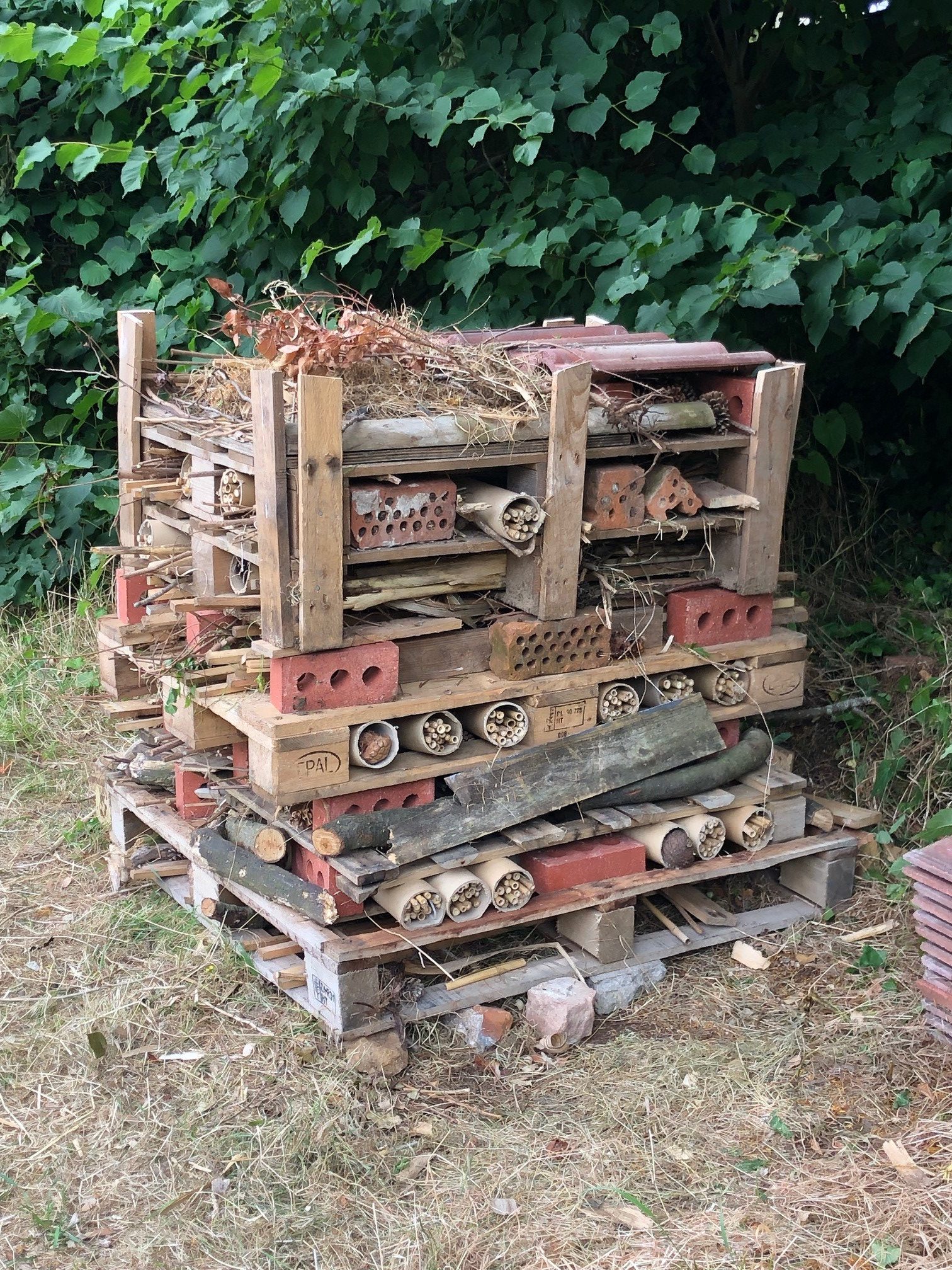 Nature Learning Resources from the Wild Escape Project - Weston Museum